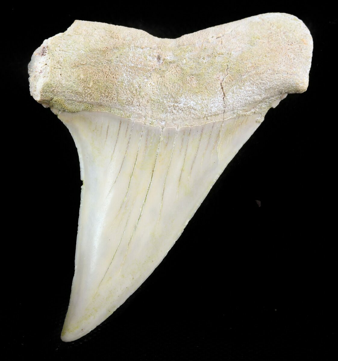 2.07" Mako Shark Tooth Fossil - Sharktooth Hill, CA For Sale (#46763 ...