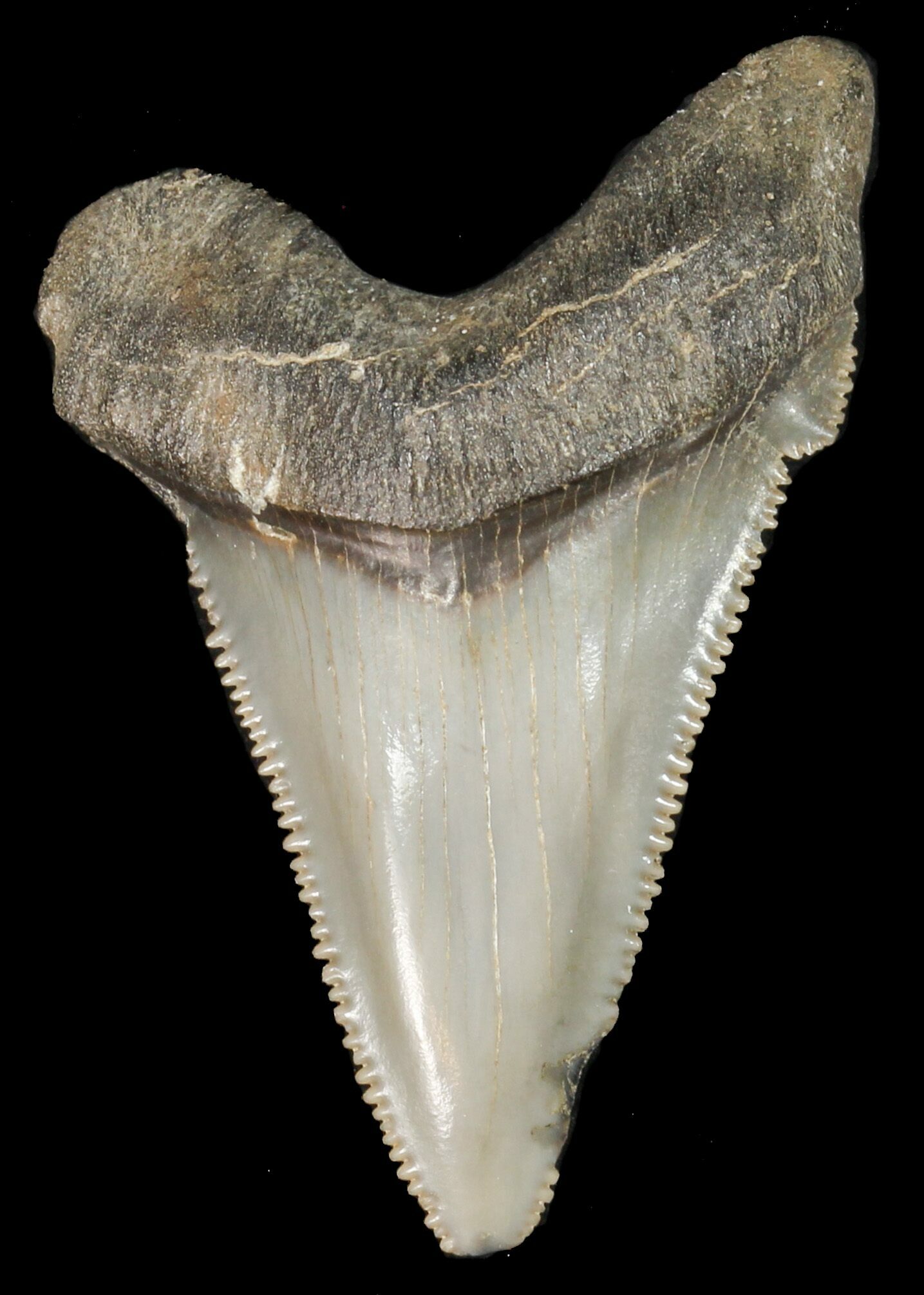 Serrated, 2" Angustidens Tooth - Megalodon Ancestor (#46828) For Sale ...