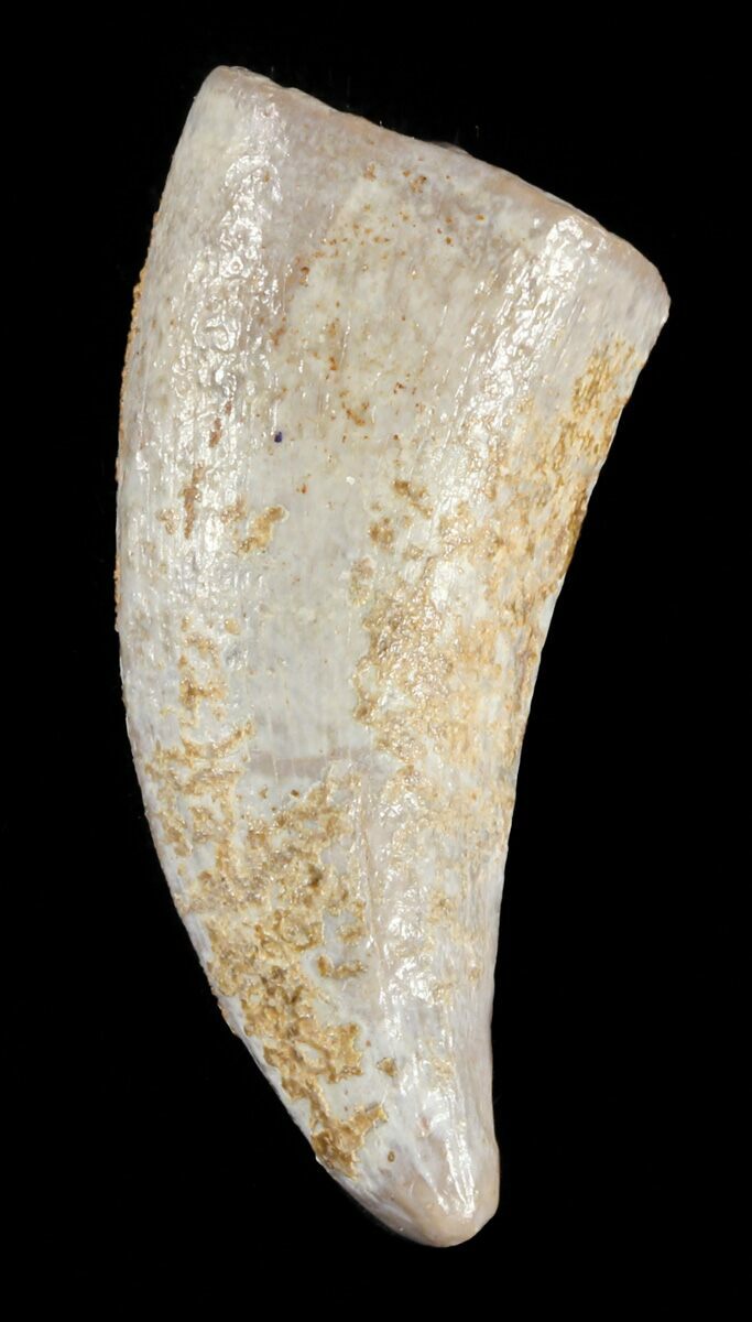 Bargain, 1.14" Timurlengia (Tyrannosaur) Tooth - Uzbekistan (#48027 ...