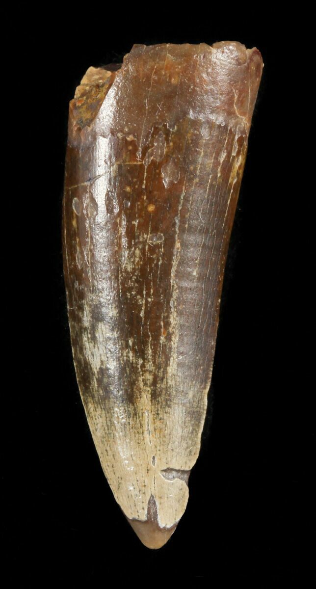 Bargain, 1.14" Timurlengia (Tyrannosaur) Tooth - Uzbekistan (#48030 ...