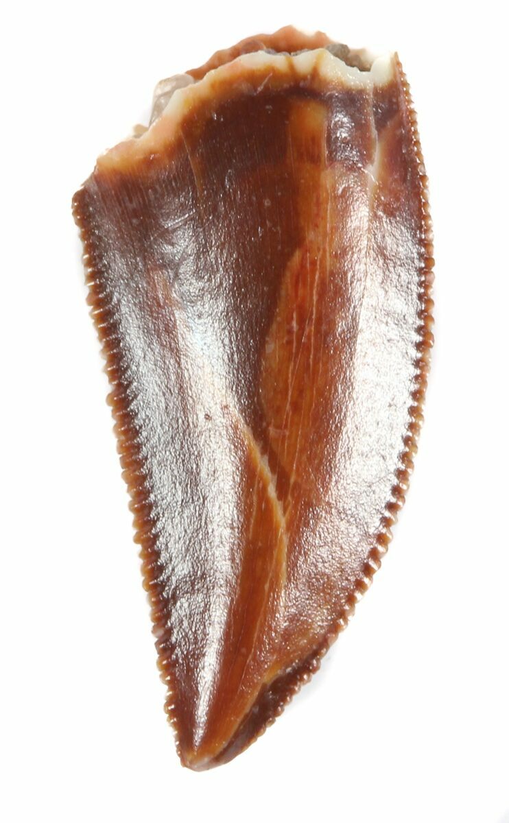 Serrated, .66" Raptor Tooth - Morocco (#48149) For Sale - FossilEra.com
