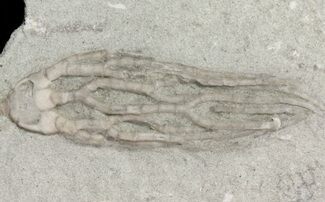 2.9" Eretmocrinus Crinoid - Crawfordsville, Indiana For Sale (#42774 ...
