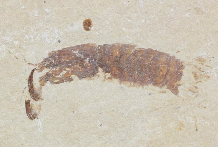 1.4" Fossil Mantis Shrimp (Sculda syriaca) - Lebanon (#48535) For Sale ...