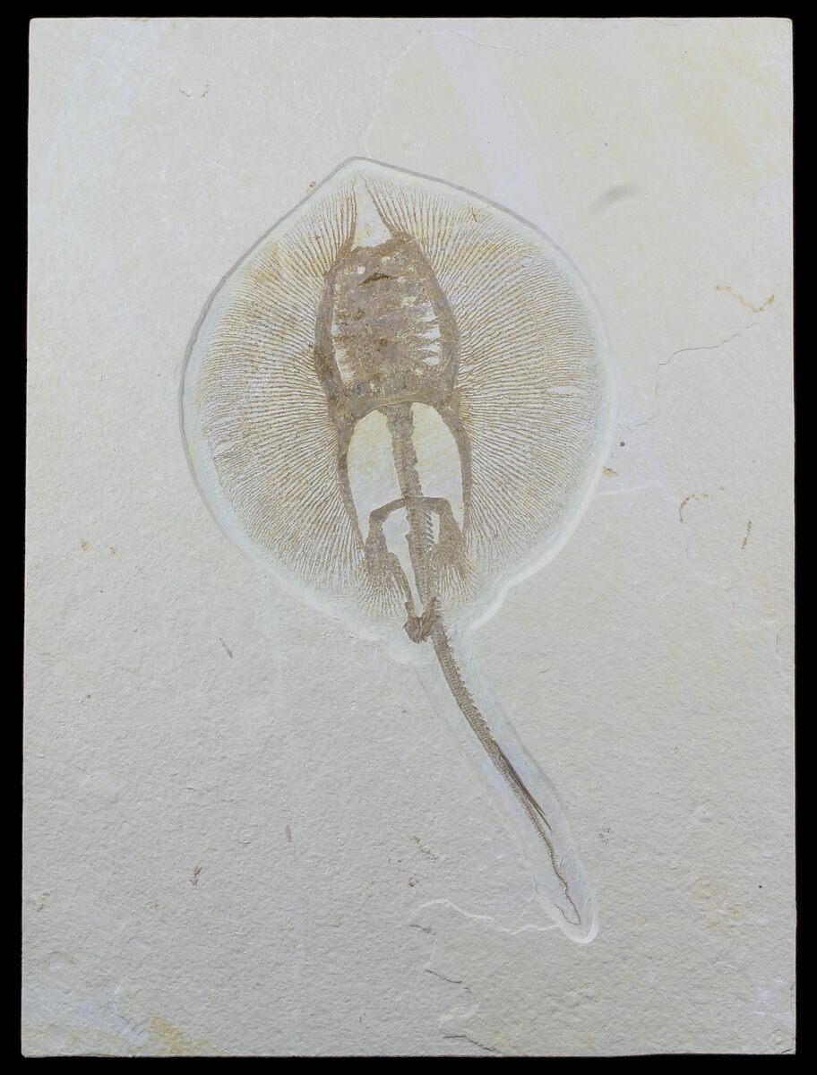 Stunning, 15" Fossil Stingray (Heliobatis) - Wyoming For Sale (#48590 ...