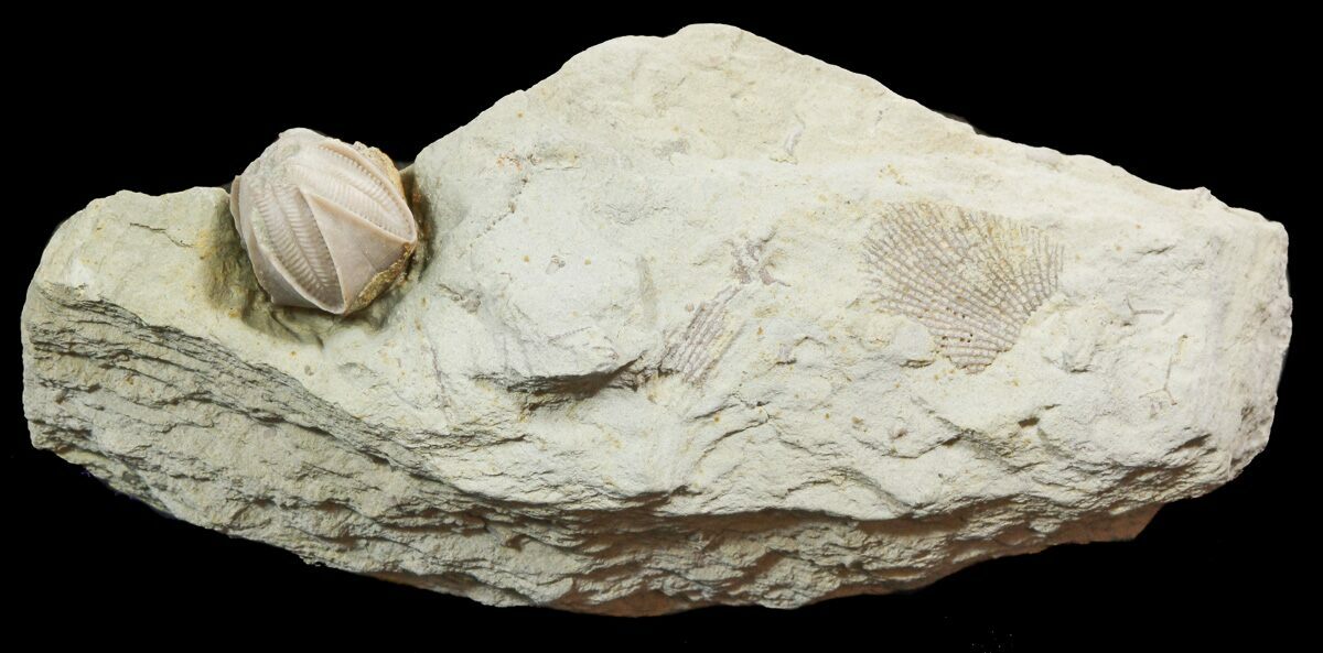 Blastoid (Pentremites) Fossil - Illinois (#48665) For Sale - FossilEra.com