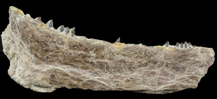 5.2" Ichthyodectes (Monster Fish) Jaw Section - Kansas (#48779) For ...