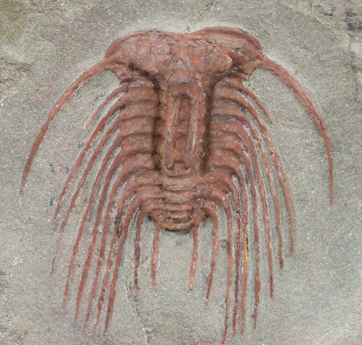 Pair of Red Selenopeltis Trilobites - Morocco (#49216) For Sale ...
