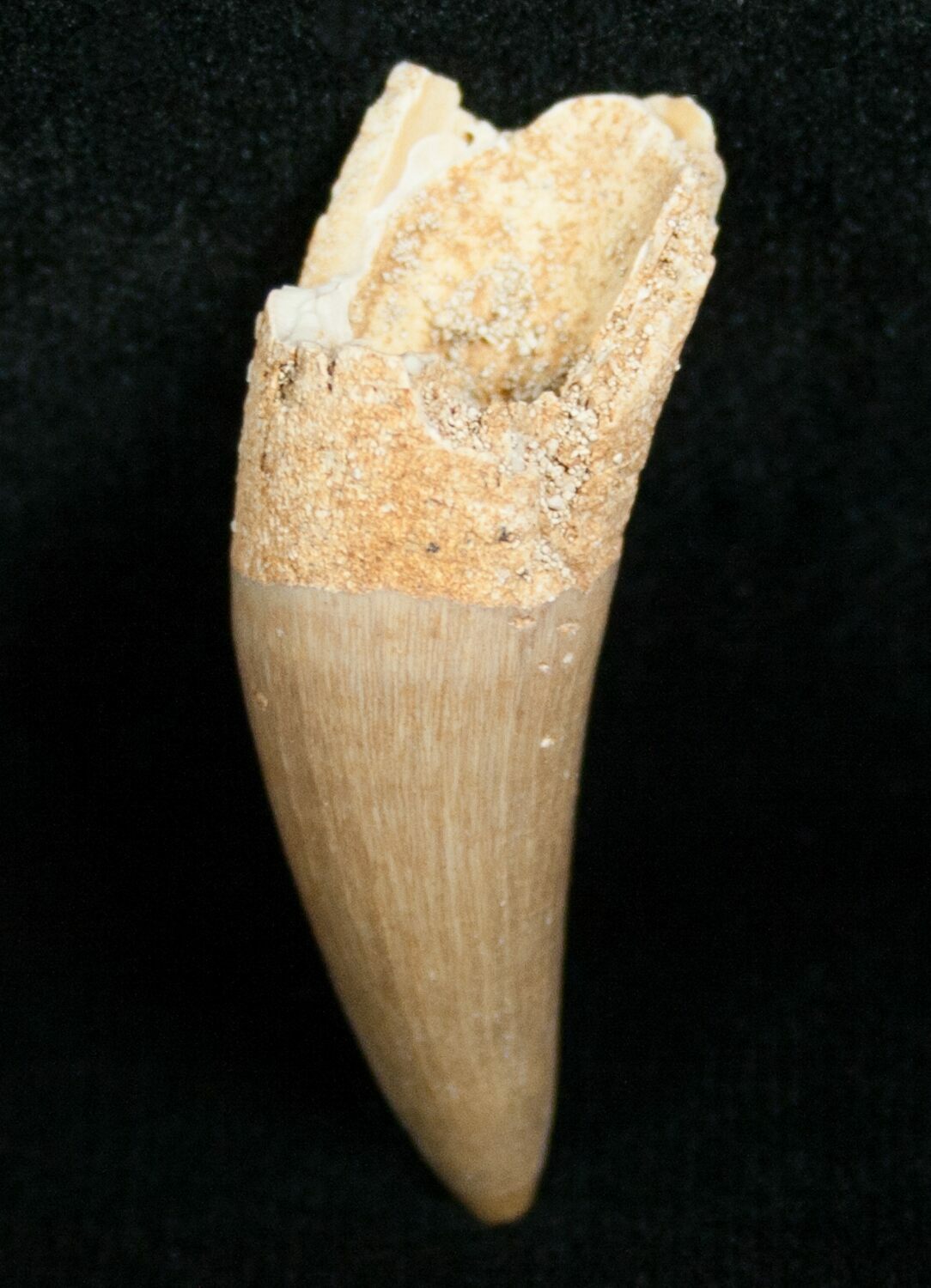 1.3" Dyrosaurus Tooth - Morocco (#4558) For Sale - FossilEra.com