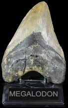 Megalodon Size: How Big Was The Megalodon Shark? - FossilEra.com
