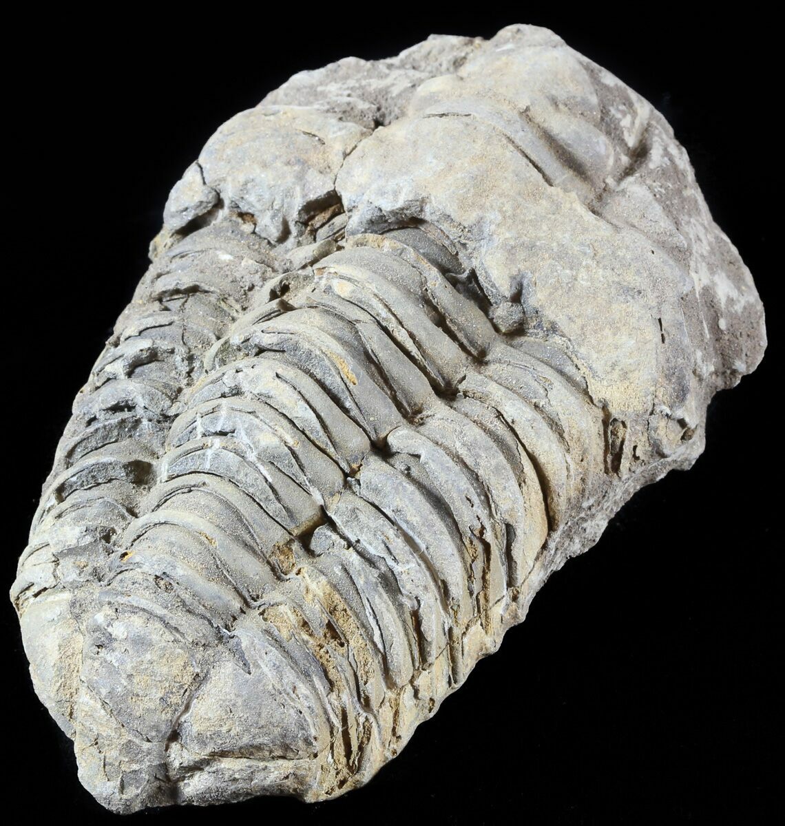 Trilobite Size