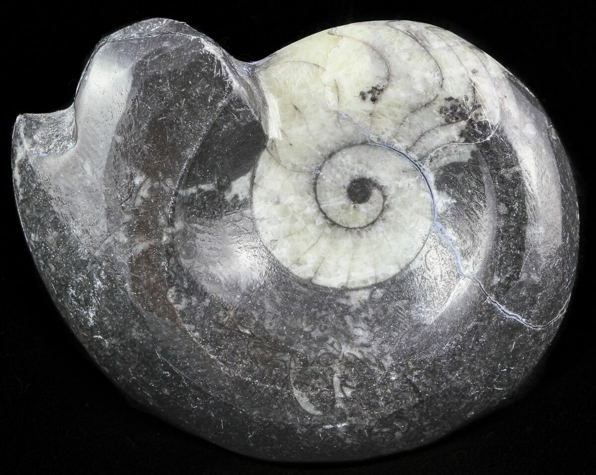 2.1" Wide Polished Goniatite From Morocco (#50339) For Sale - FossilEra.com