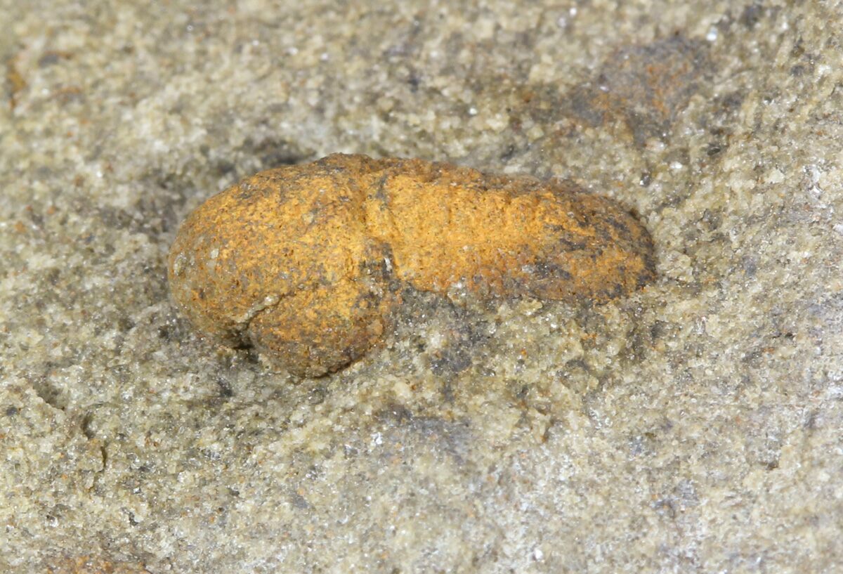 Cyclopyge An Unusual Pelagic Trilobite (#40142) For Sale - FossilEra.com