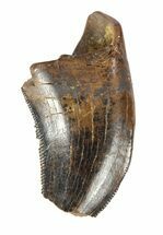 Tyrannosaur Teeth - T-Rex, Nanotyrannus, etc For Sale - FossilEra.com