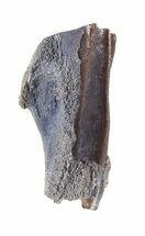 Dinosaur Fossils For Sale - FossilEra.com