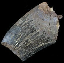 Killer 4+ Inch T-Rex Tooth! For Sale (#3766) - FossilEra.com