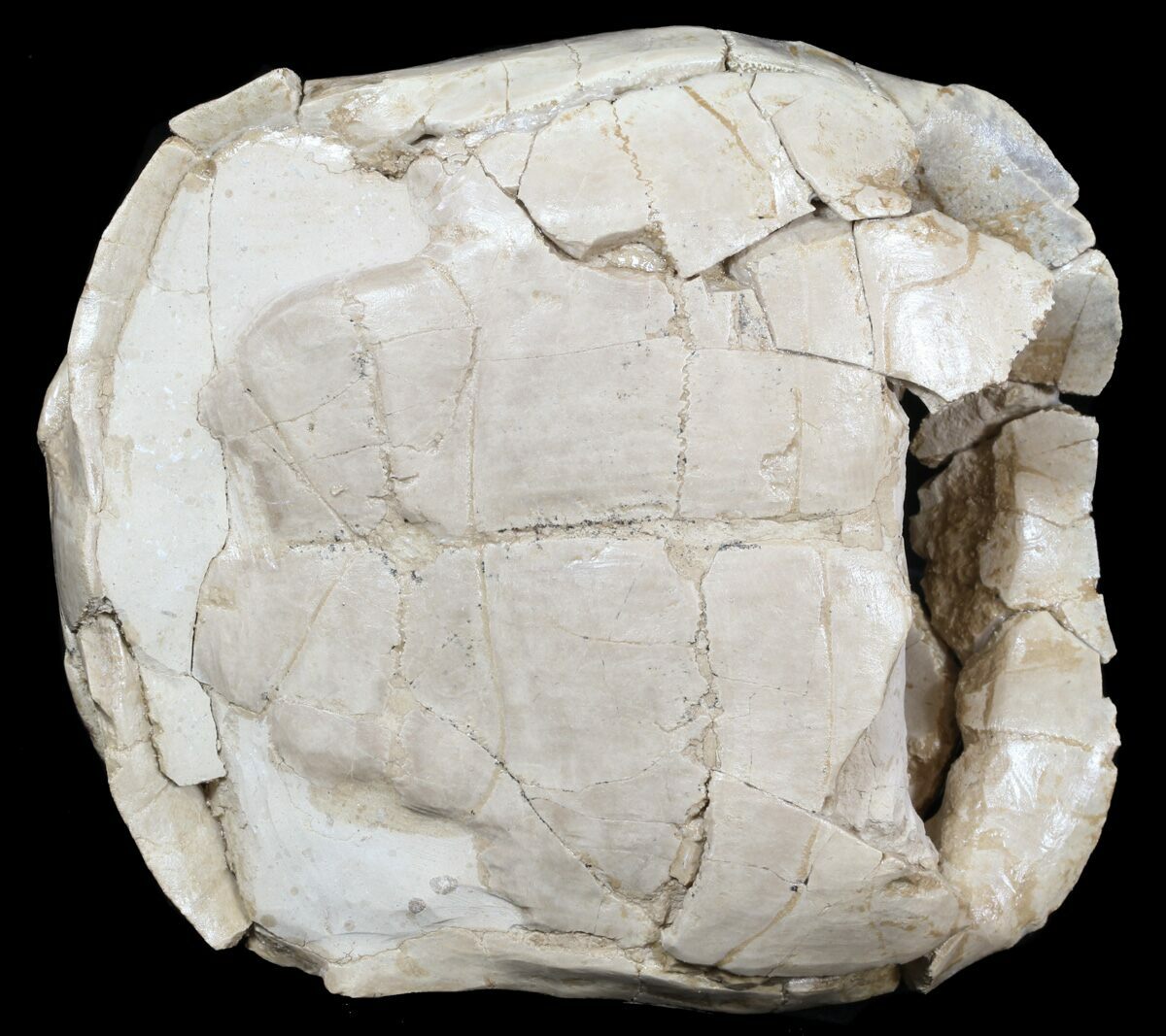 Inflated, 6.3" Fossil Tortoise (Stylemys) - Nebraska For Sale (#51320 ...