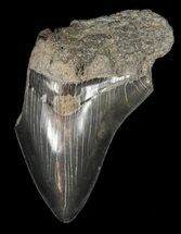 Megalodon Size: How Big Was The Megalodon Shark? - FossilEra.com