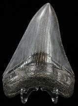 Near Flawless Calvert Cliffs Megalodon Tooth For Sale (#3697 ...