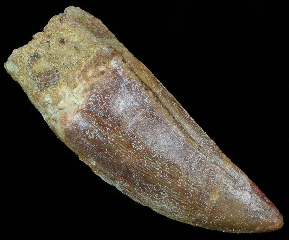 3.40" Serrated Carcharodontosaurus Tooth - Robust Tooth For Sale ...