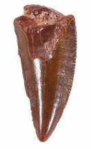 About Dinosaur Teeth - FossilEra.com