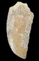 About Dinosaur Teeth - FossilEra.com