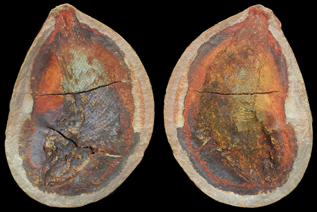 4" Triassic Fossil Fish In Nodule (Pos/Neg) - Madagascar (#53752) For ...