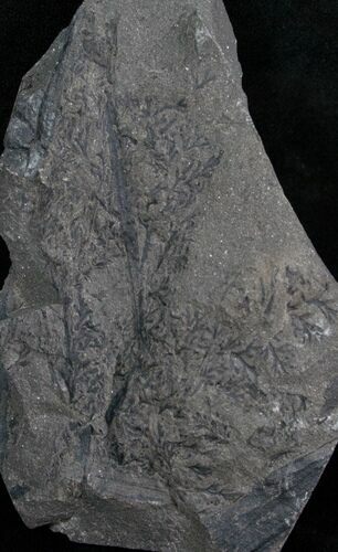 Detailed Sphenopteris Plant Fossil - Poland (#4889) For Sale ...