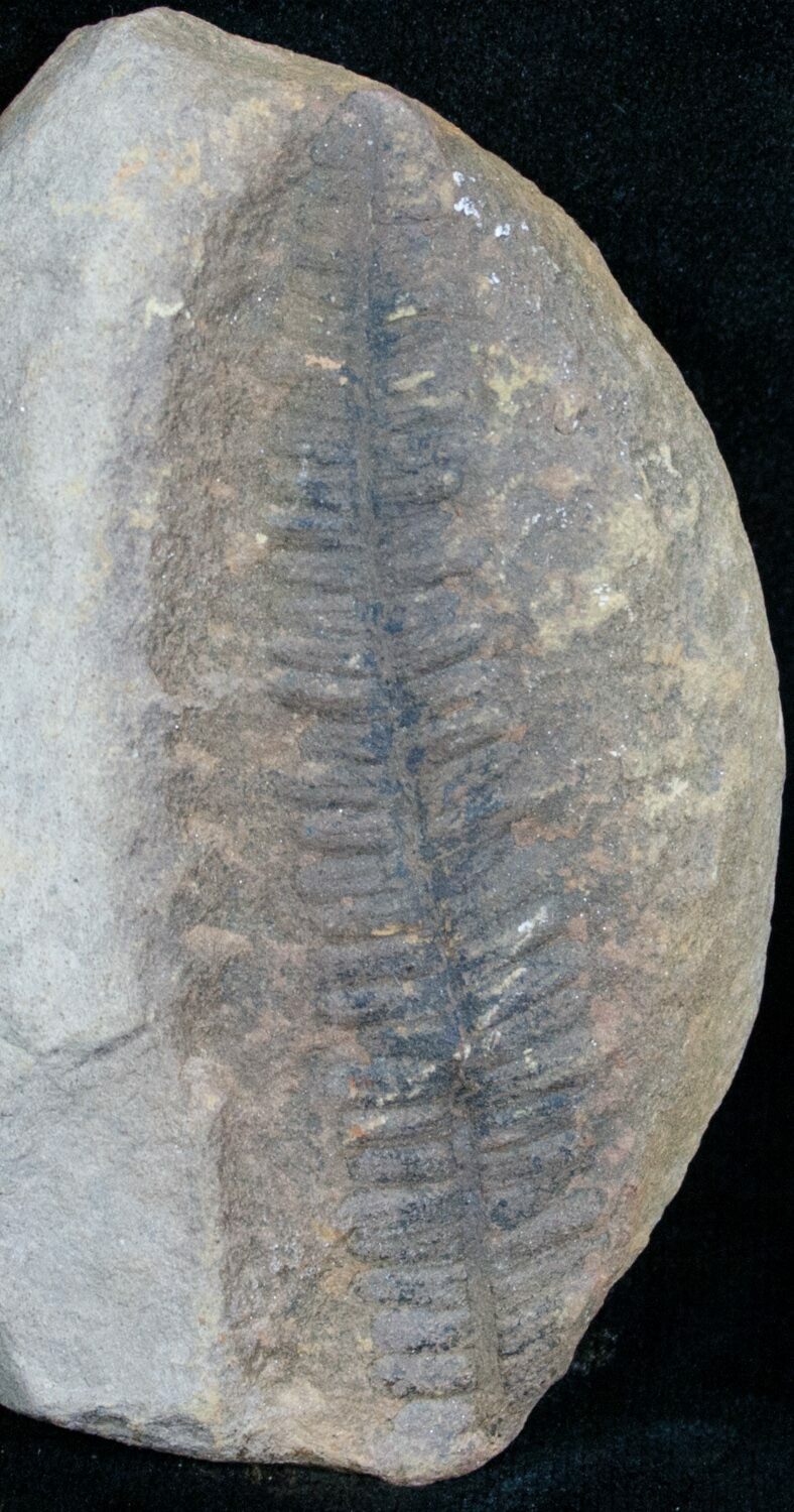 300 Million Year Old Fern Fossil - Mazon Creek (#4893) For Sale ...
