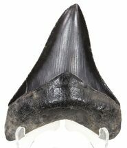 Megalodon Teeth For Sale - FossilEra.com