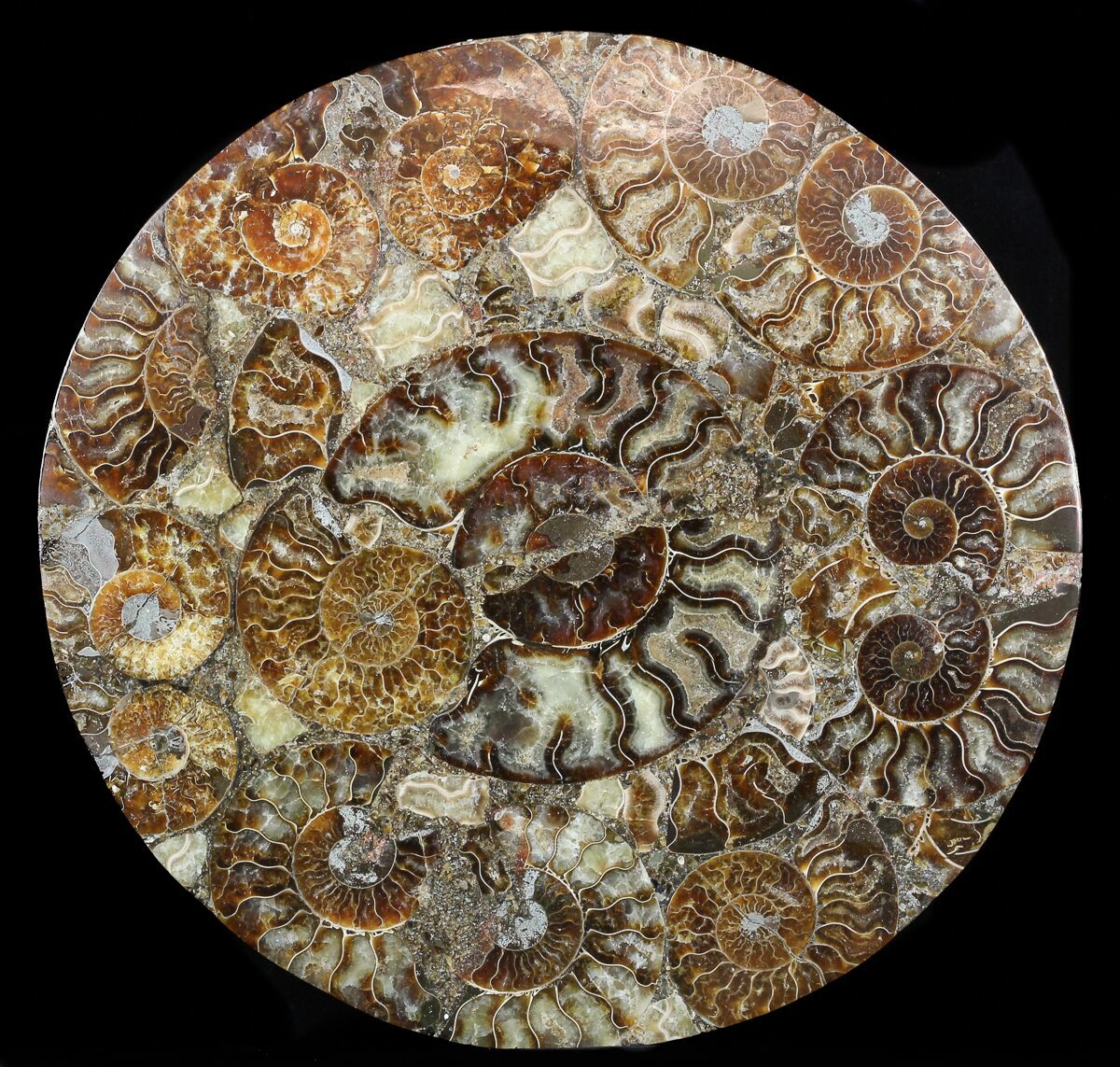 Bargain, 11.4" Plate Made Of Agatized Ammonite Fossils (#57732) For ...