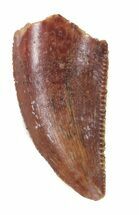 About Dinosaur Teeth - FossilEra.com