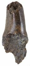 Dinosaur Fossils For Sale - FossilEra.com