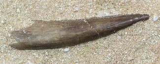 Reptile & Synapsids Fossils For Sale - FossilEra.com