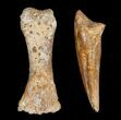Raptor Claw and Toe Bone - Great Preservation (#5172) For Sale ...