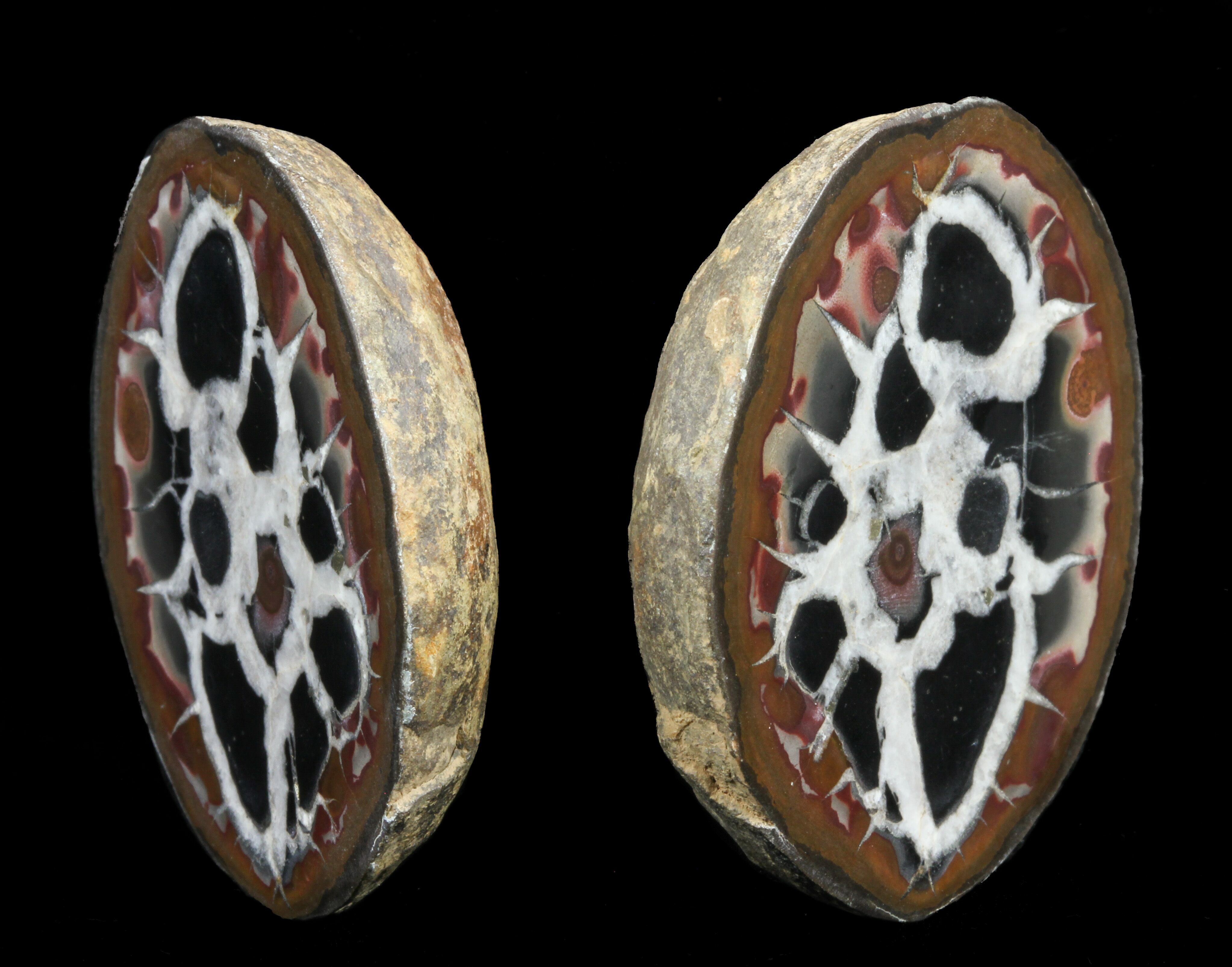 1.8" Cut/Polished Septarian Nodule Pair - Morocco For Sale (#60595 ...