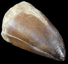 Mosasaurus & Mosasaurs - FossilEra.com