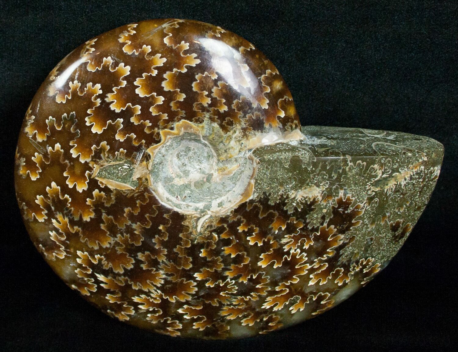 4.3" Wide Cleoniceras Ammonite - Madagascar (#5244) For Sale ...