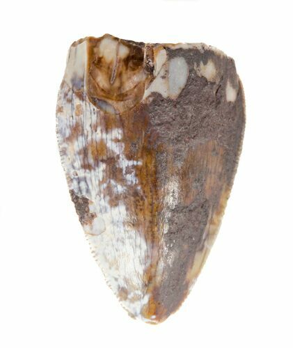 Serrated, .65" Phytosaur (Redondasaurus) Tooth - Arizona (#62385) For ...