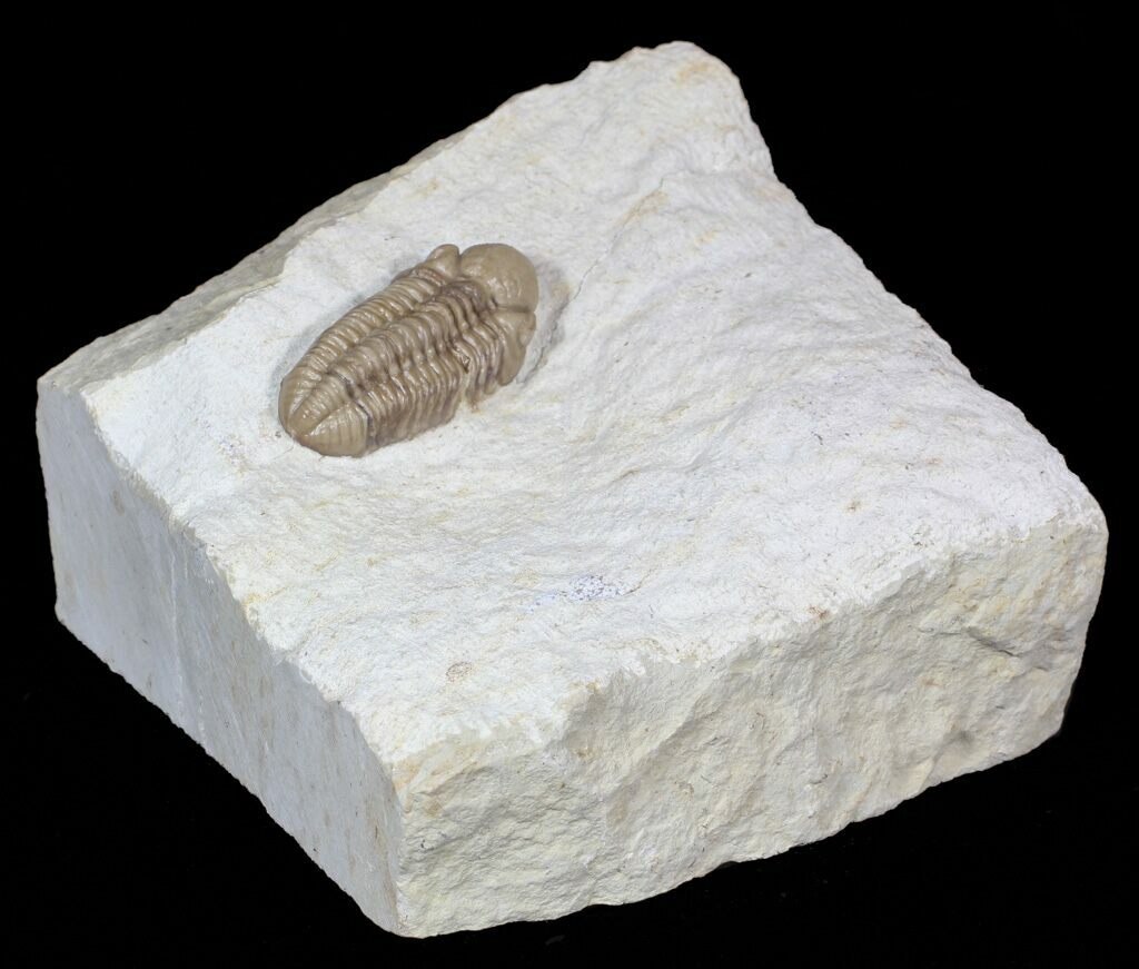 Bargain, 1.4" Kainops Trilobite - Oklahoma (#62922) For Sale ...