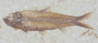 Green River Fossil Fish For Sale - FossilEra.com