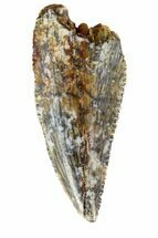 About Dinosaur Teeth - FossilEra.com