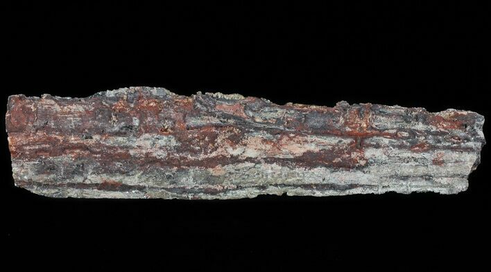 10.2" Devonian Petrified Wood (Callixylon) Section - Oldest True Wood ...