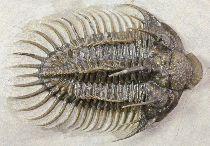 2.75" Spiny Comura Trilobite - Large Specimen (#65823) For Sale ...