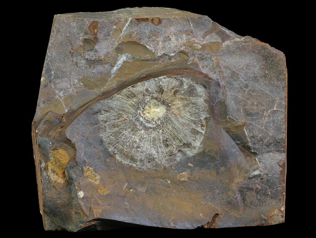 Fossil Juglandaceae (Winged Walnut) Fruit - North Dakota (#65809) For ...