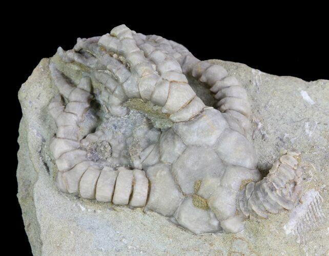 Detailed Cyathocrinites Crinoid - Crawfordsville, Indiana (#66040) For ...