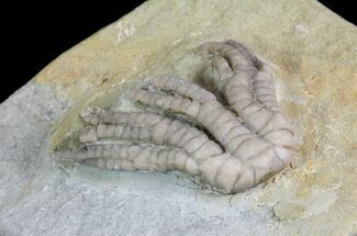 About Crinoids - FossilEra.com