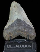 Megalodon Size: How Big Was The Megalodon Shark? - FossilEra.com