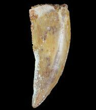 Raptor Teeth For Sale - FossilEra.com