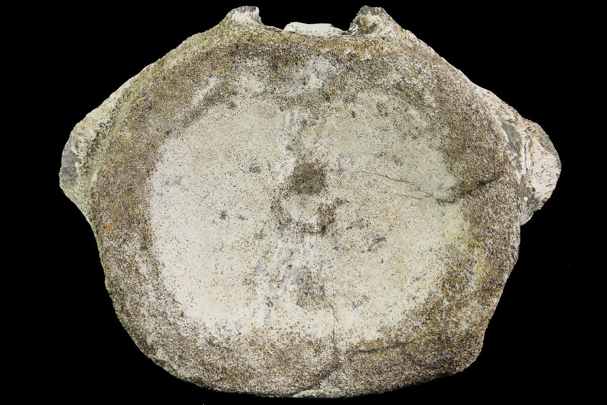 4.8" Pliosaur (Liopleurodon) Vertebrae - England For Sale (#65940 ...
