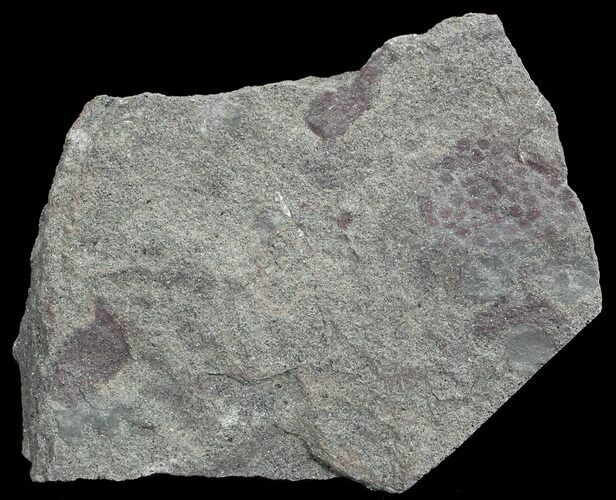 Devonian Zosterophyllum Plant Fossil - Scotland (#66684) For Sale ...